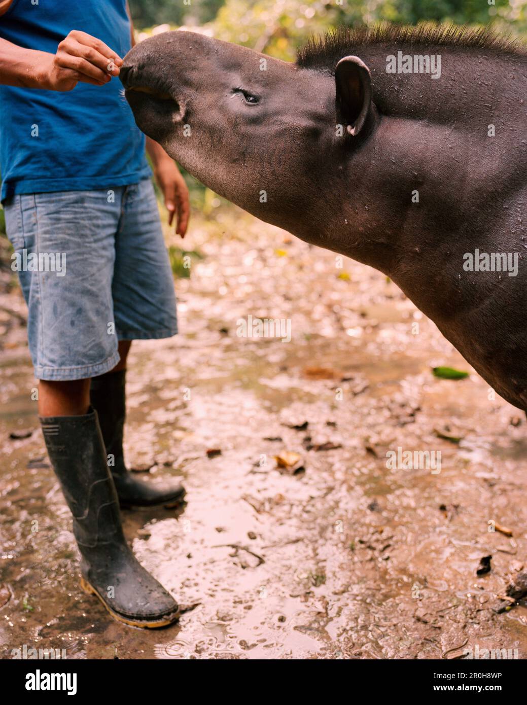PERU, Amazon Rainforest, South America, Latin America, low section view ...