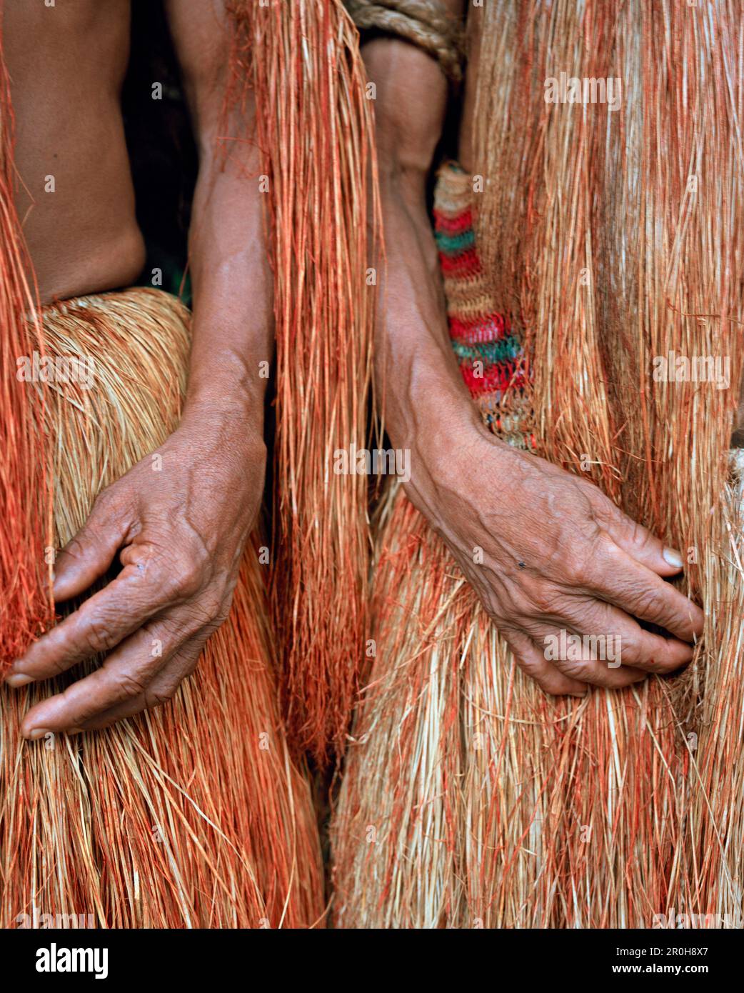 PERU, Amazon Rainforest, South America, Latin America, close-up of an ...