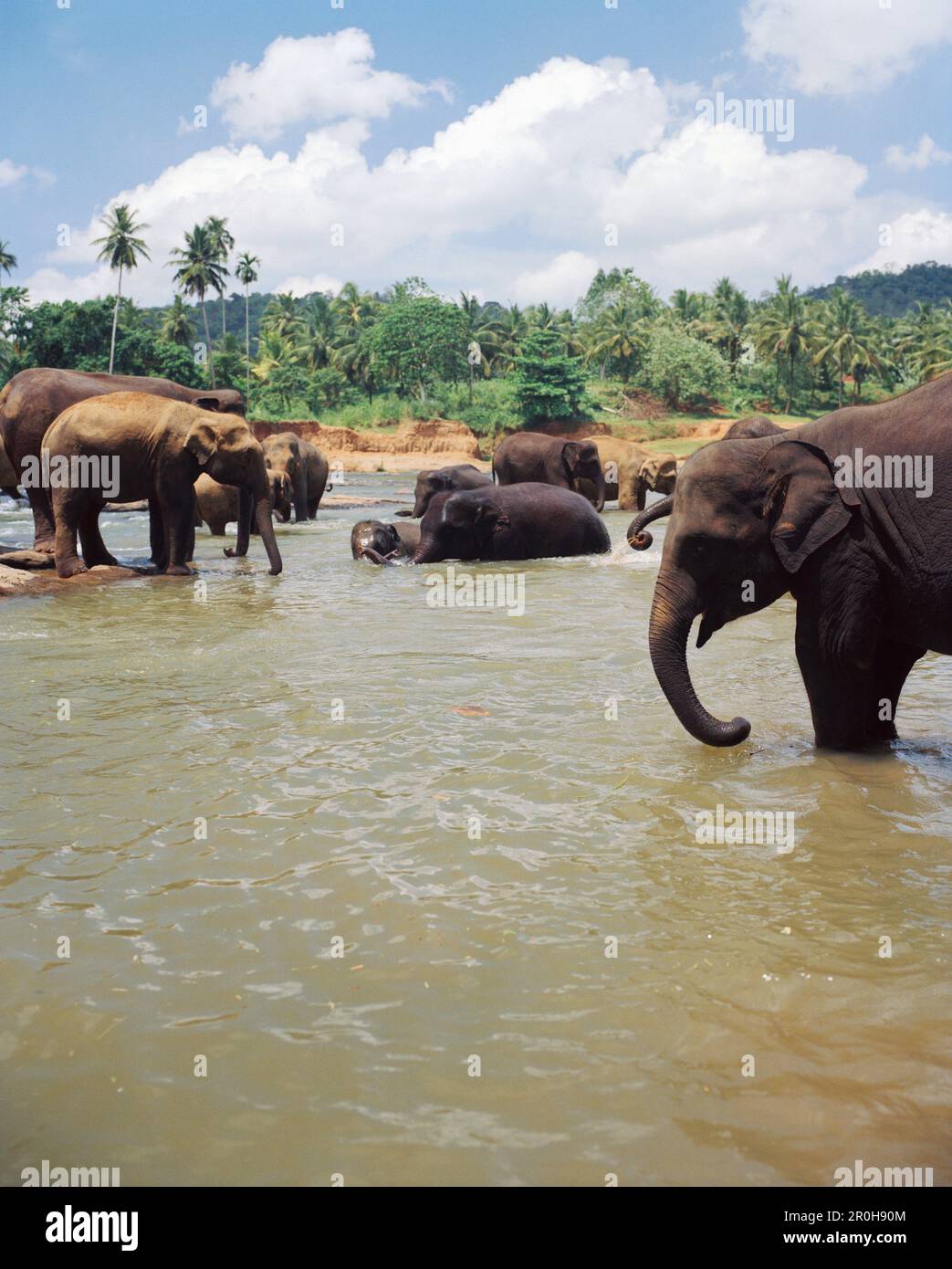 SRI LANKA, Asia, group of elephants in Maha Oya River at Pinnewala ...