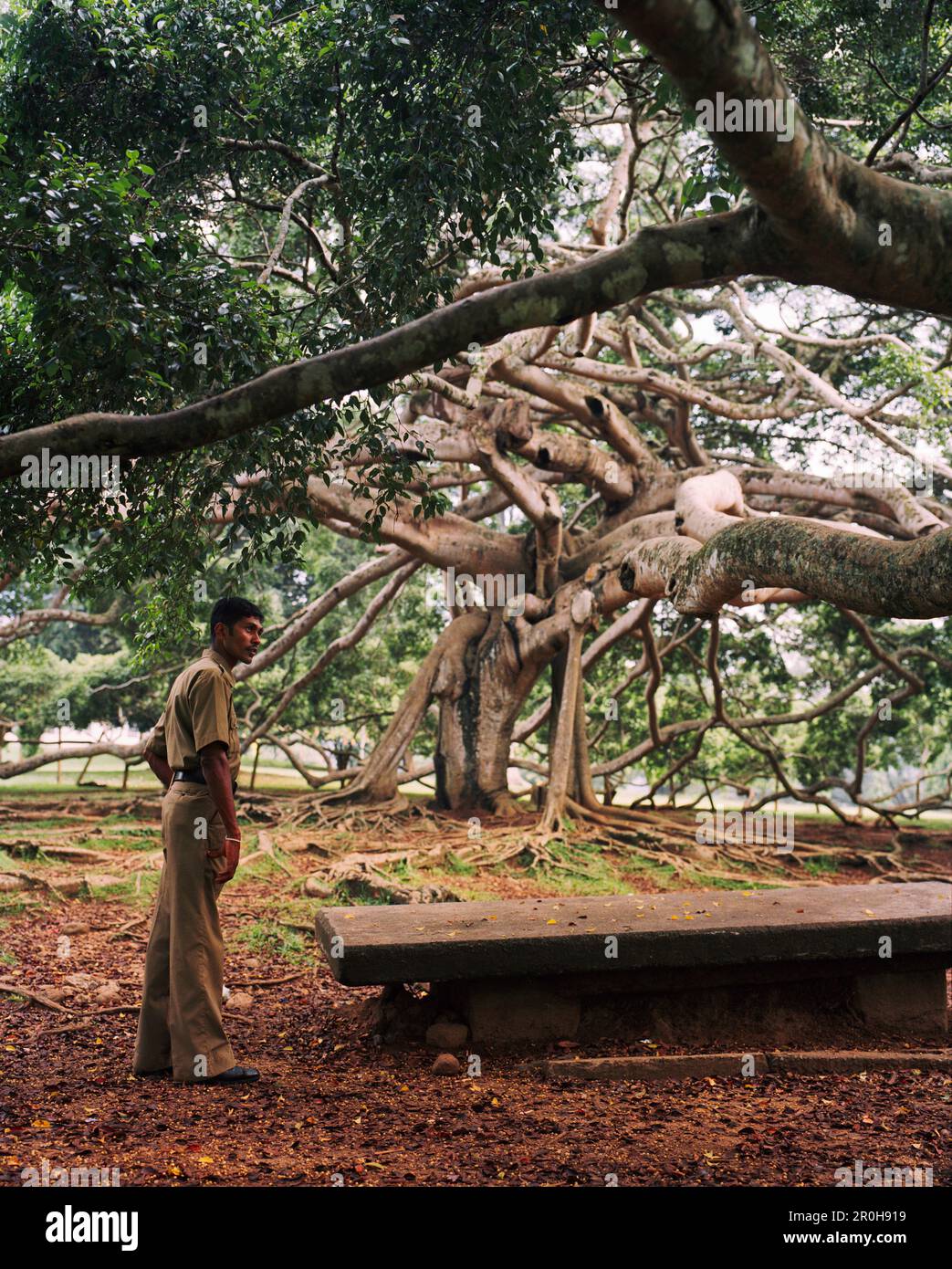 SRI LANKA, Asia, full length of a mid adult man standing under fig tree ...