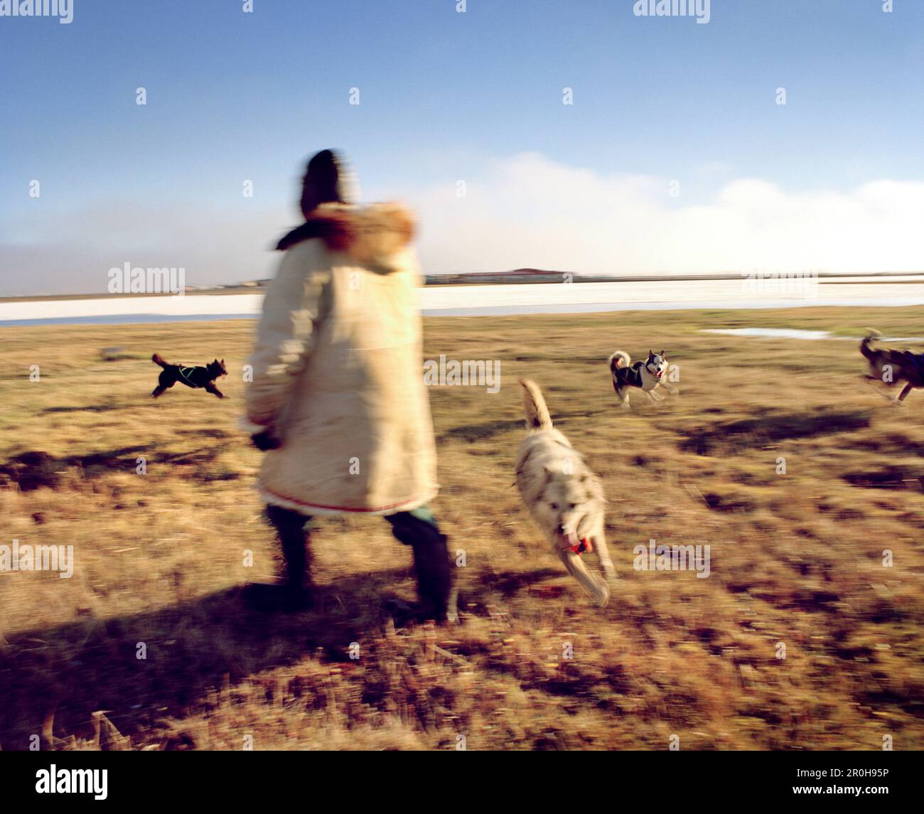 USA, Alaska, man and his sled dogs in the summertime, Point Barrow ...