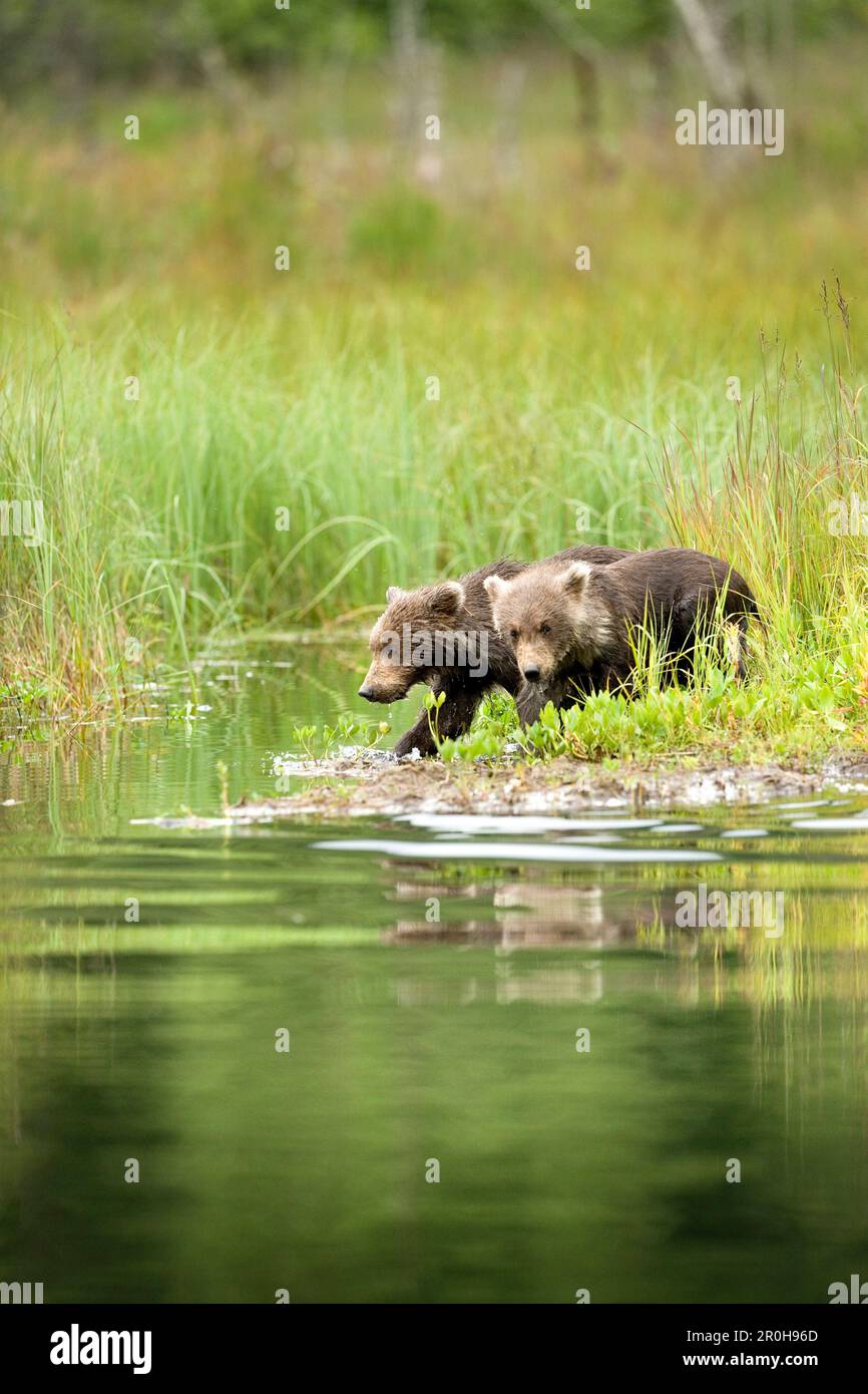 USA, Alaska, brown grizzly bears cubs exploring, Redoubt Bay Stock ...