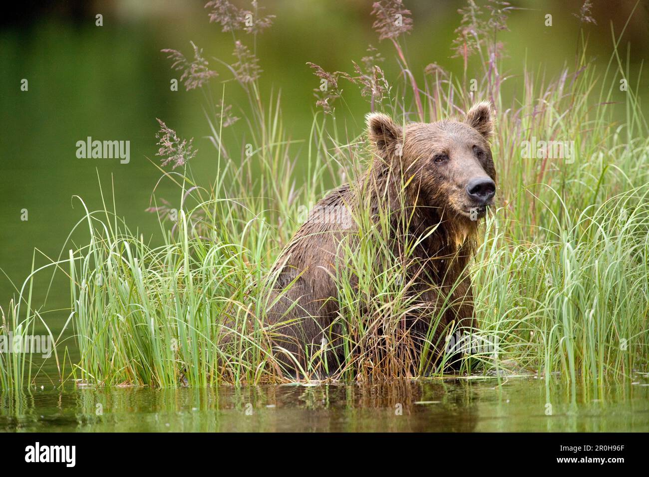 USA, Alaska, grizzly bear in lake, Redoubt Bay Stock Photo - Alamy