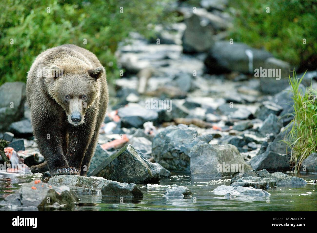 USA, Alaska, grizzly bear stalking fish, Wolverine Cove, Redoubt Bay ...