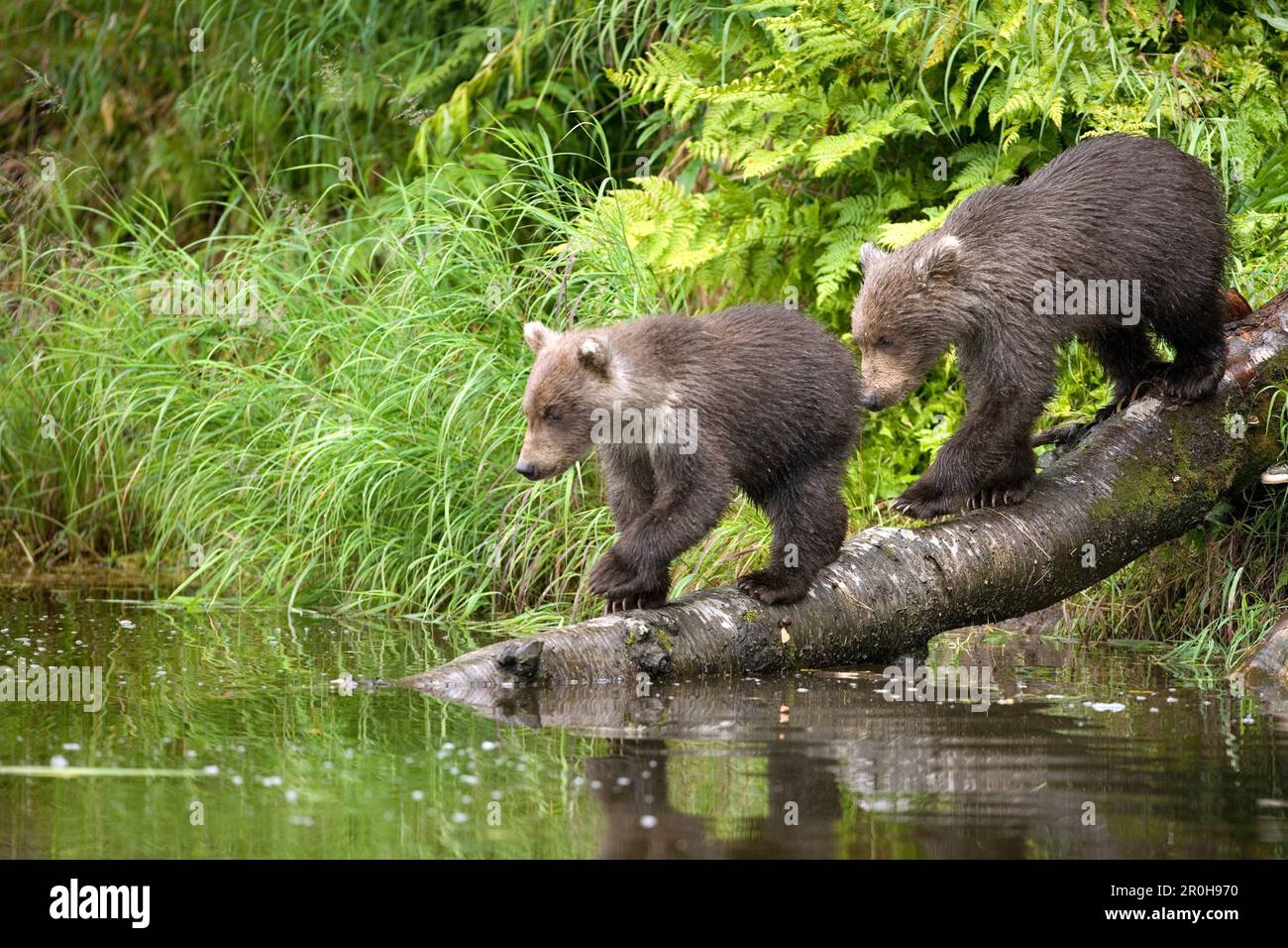 USA, Alaska, brown bear cubs walking down into the water, Redoubt Bay ...