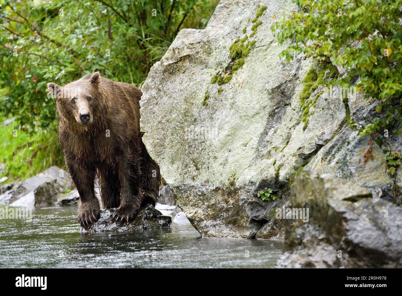 USA, Alaska, grizzly bear by rock, Wolverine Cove, Redoubt Bay Stock ...