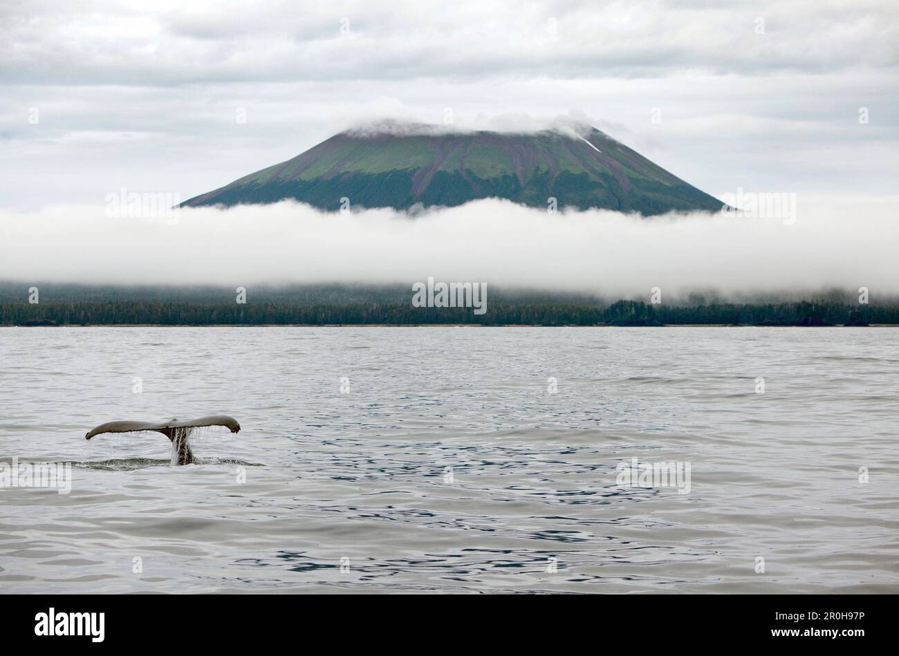 ALASKA, Sitka, a grey whale swims and feeds on krill in the Sitka Sound ...