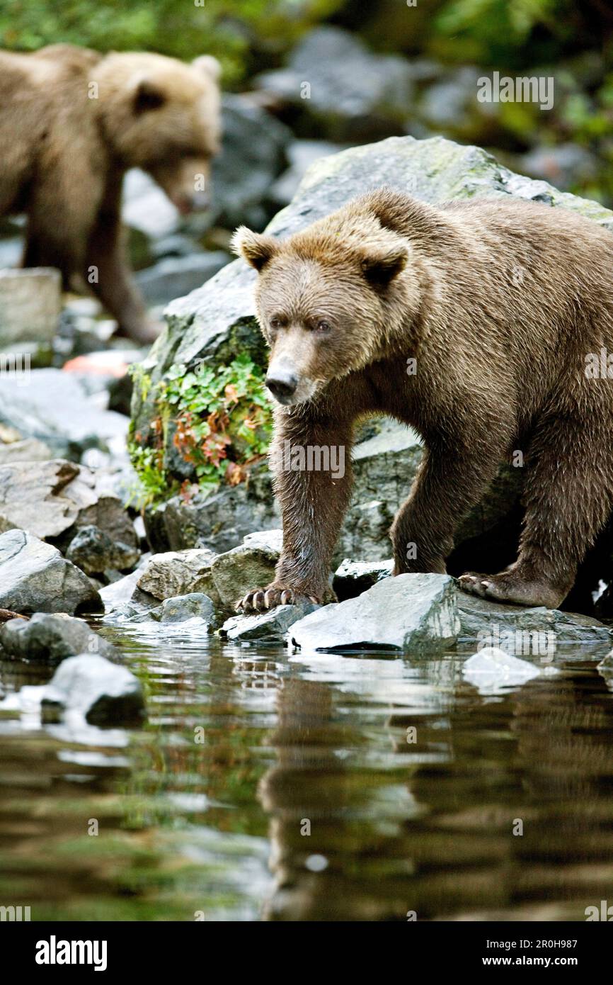 USA, Alaska, brown bears stalking fish, Wolverine Cove, Redoubt Bay ...