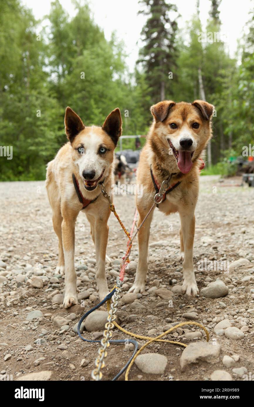 ALASKA, Talkeetna, slead dogs Dawson and Oliver harnessed up and ready ...