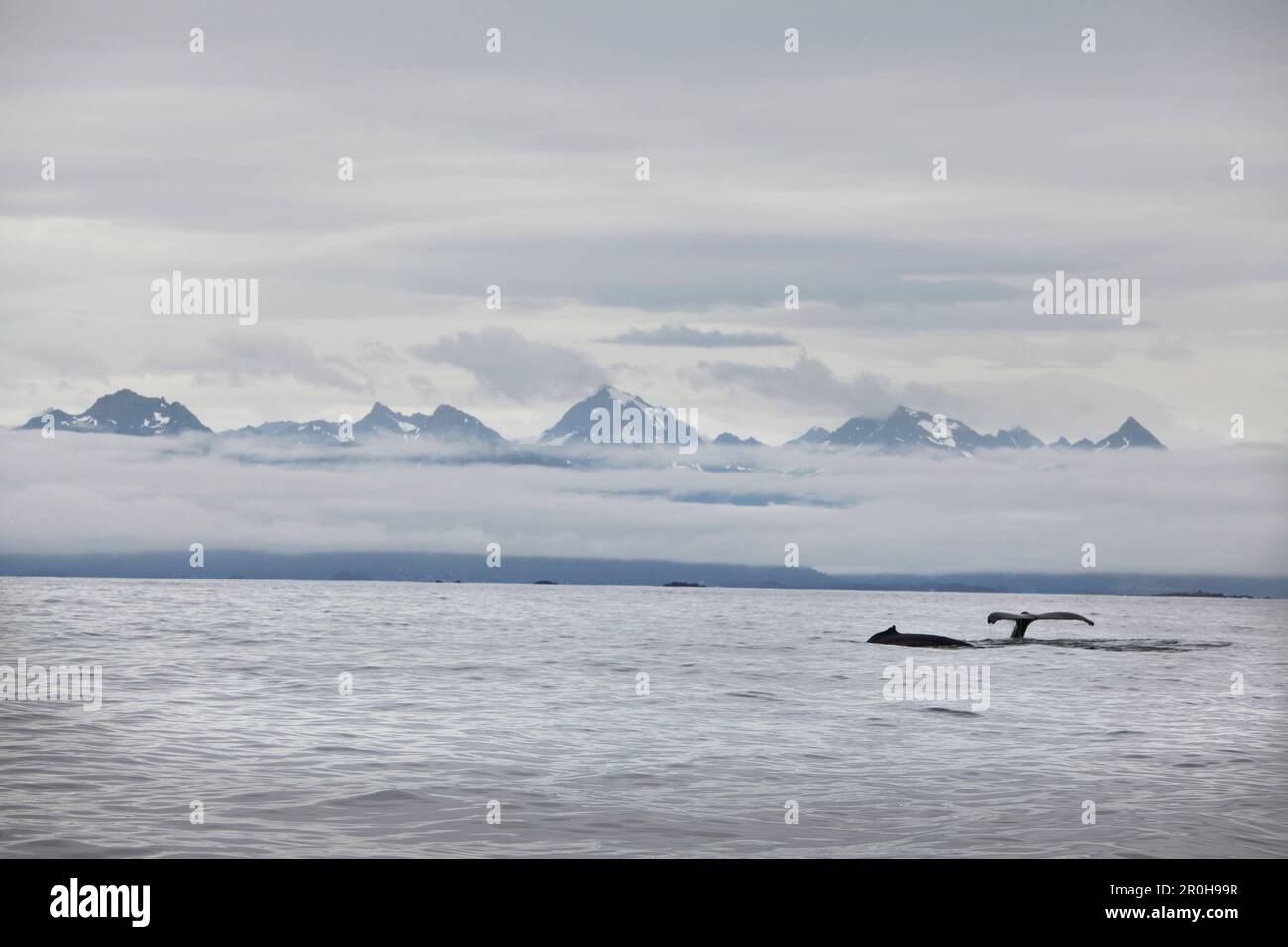 ALASKA, Sitka, grey whales swim and feed on krill in the Sitka Sound ...