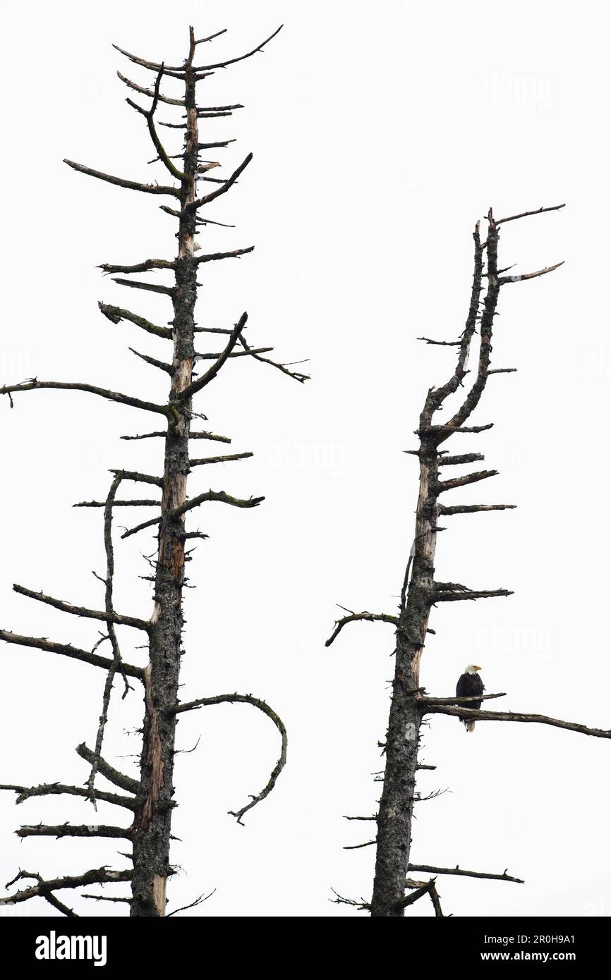 ALASKA, Sitka, a bald eagle perches in an old dead tree on the edge of ...