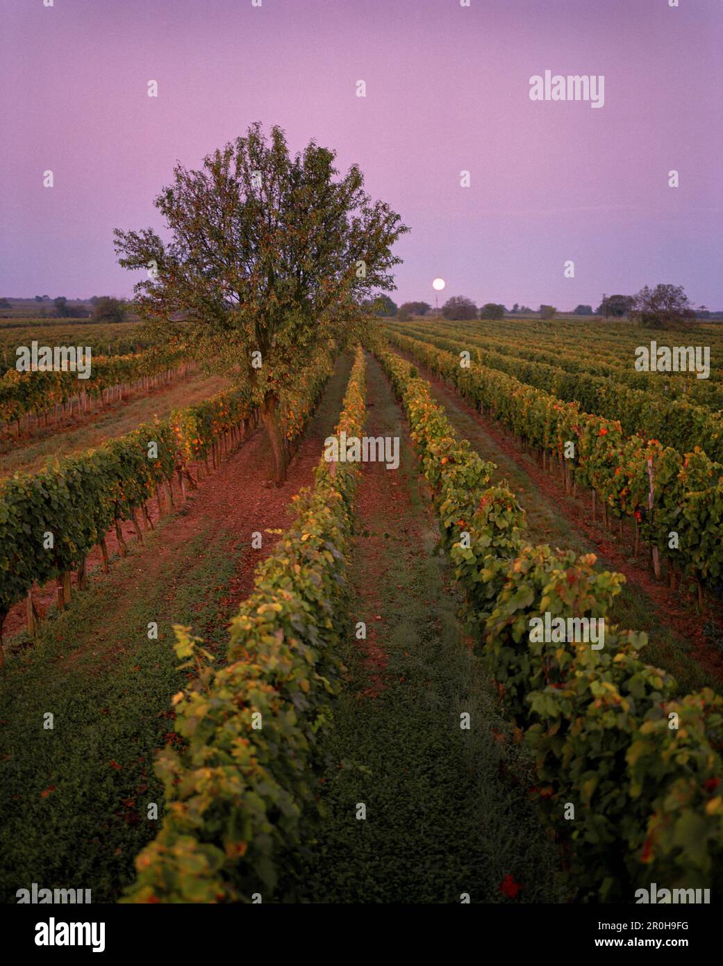 AUSTRIA, Oggau, a full moon sets over a vineyard to the South of Oggau ...