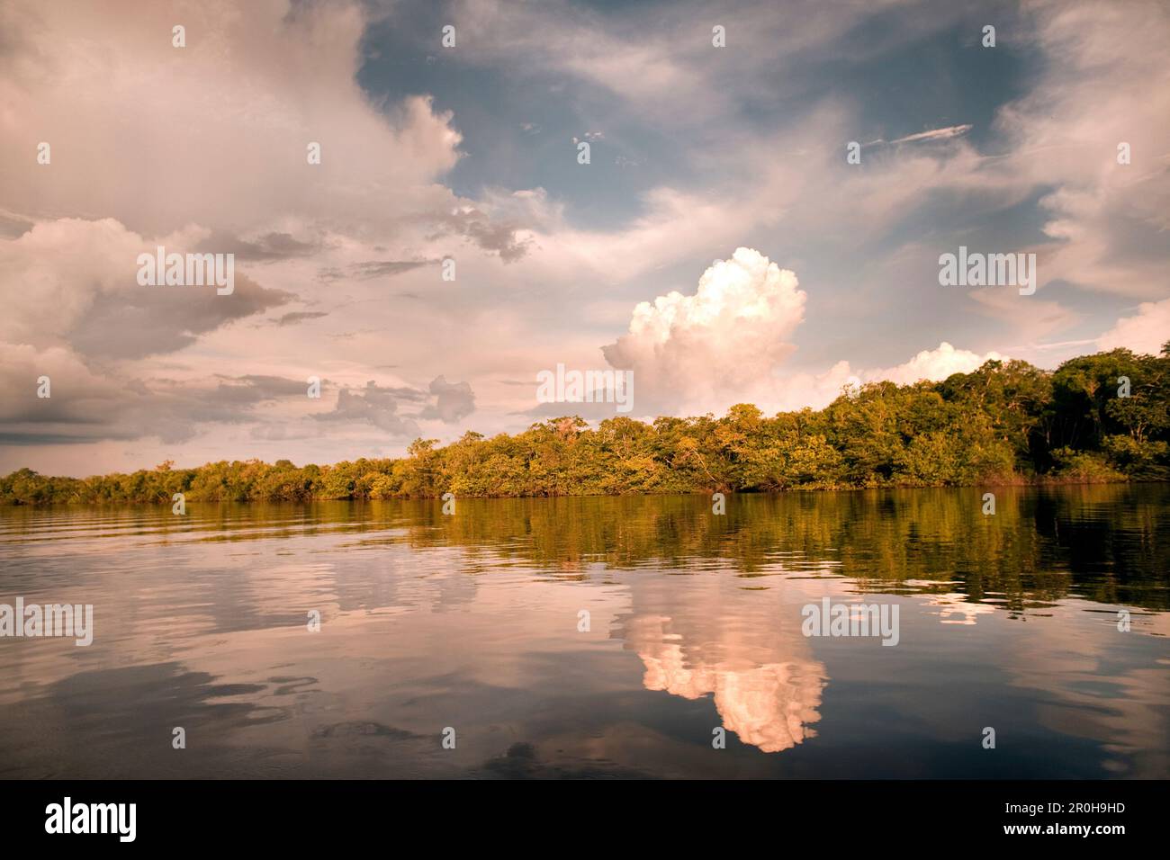 BRAZIL, Amazon Jungle, Amazon River tributrary and mangroves, Agua Boa ...