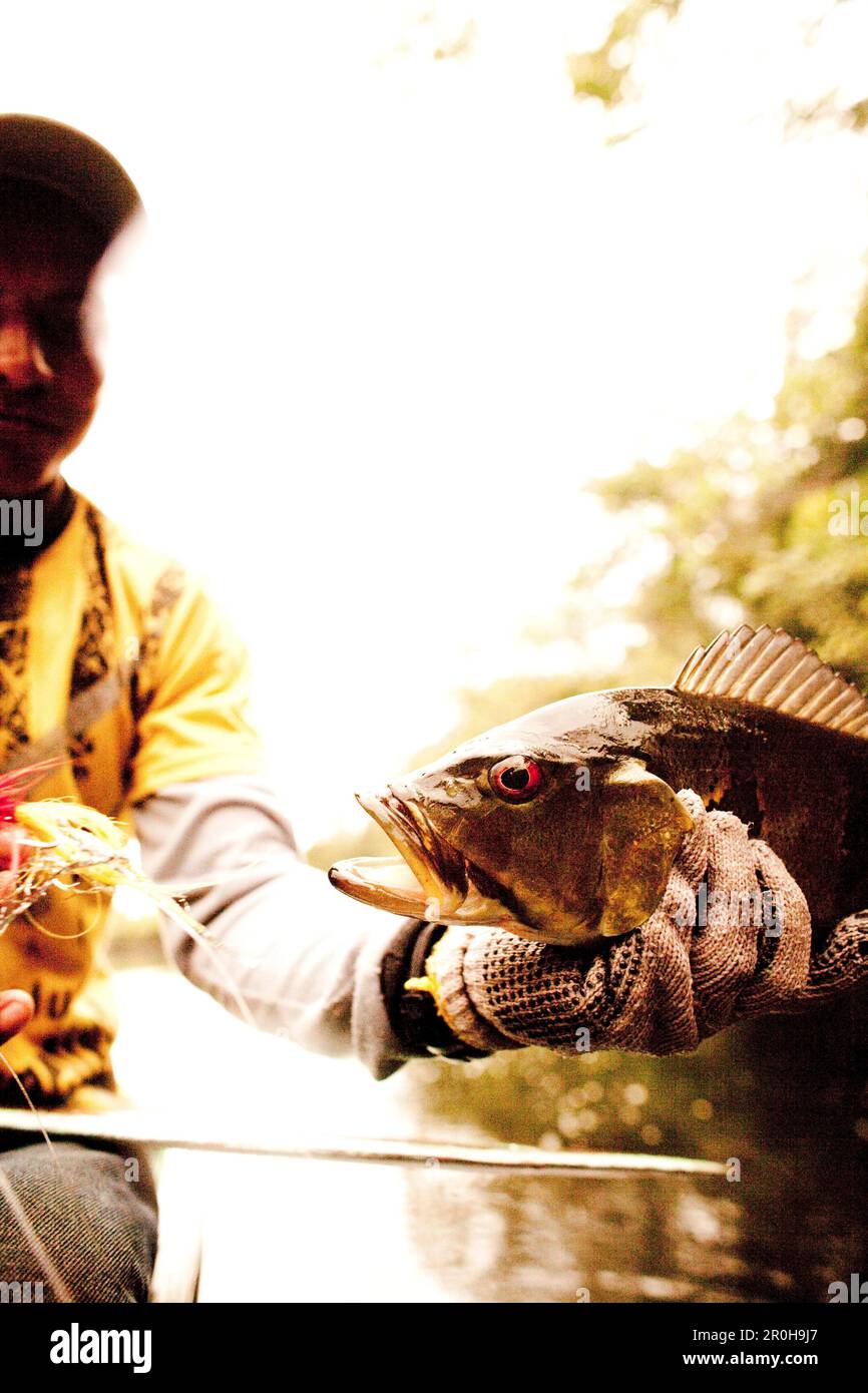 BRAZIL, Agua Boa, fishing guide holding a Peacock Bass, Agua Boa River ...