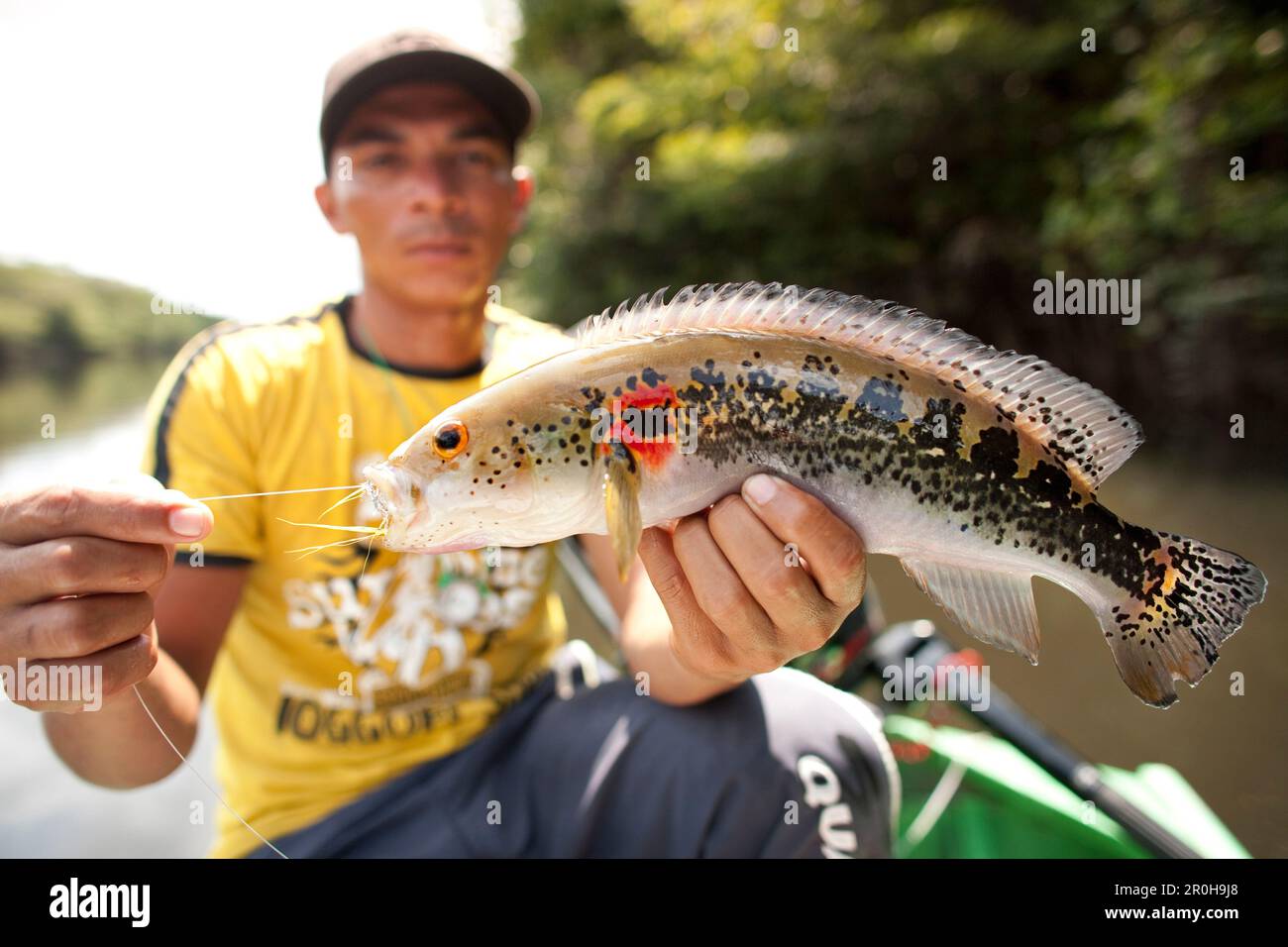 BRAZIL, Agua Boa, fishing guide holding a fish, Agua Boa River and ...