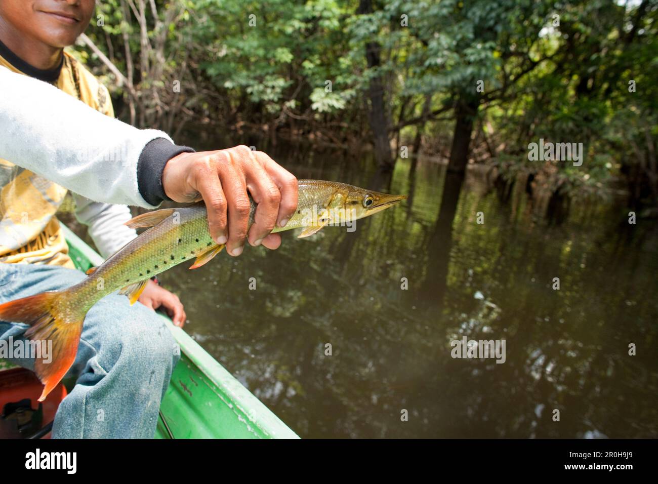 BRAZIL, Agua Boa, fishing guide holding a Picua fish, Agua Boa River ...