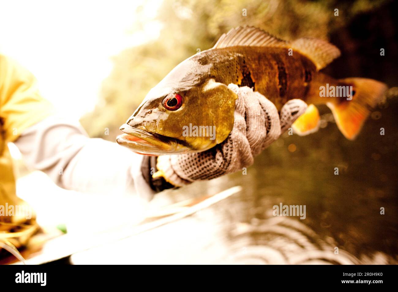 BRAZIL, Agua Boa, fishing guide holding a Peacock Bass, Agua Boa River ...
