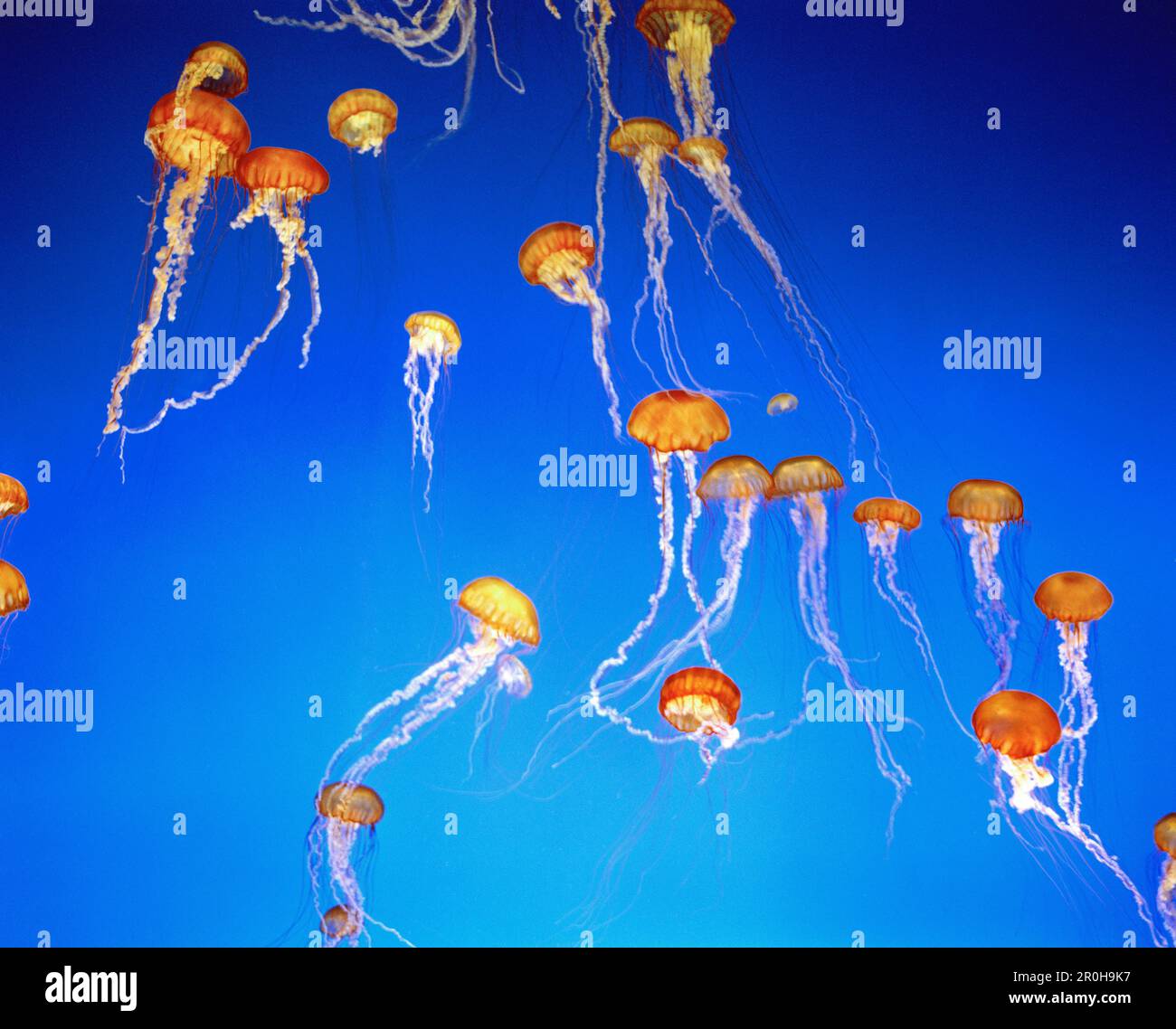 USA, California, Black Sea Nettle Jellyfish, Monterey Bay Stock Photo ...