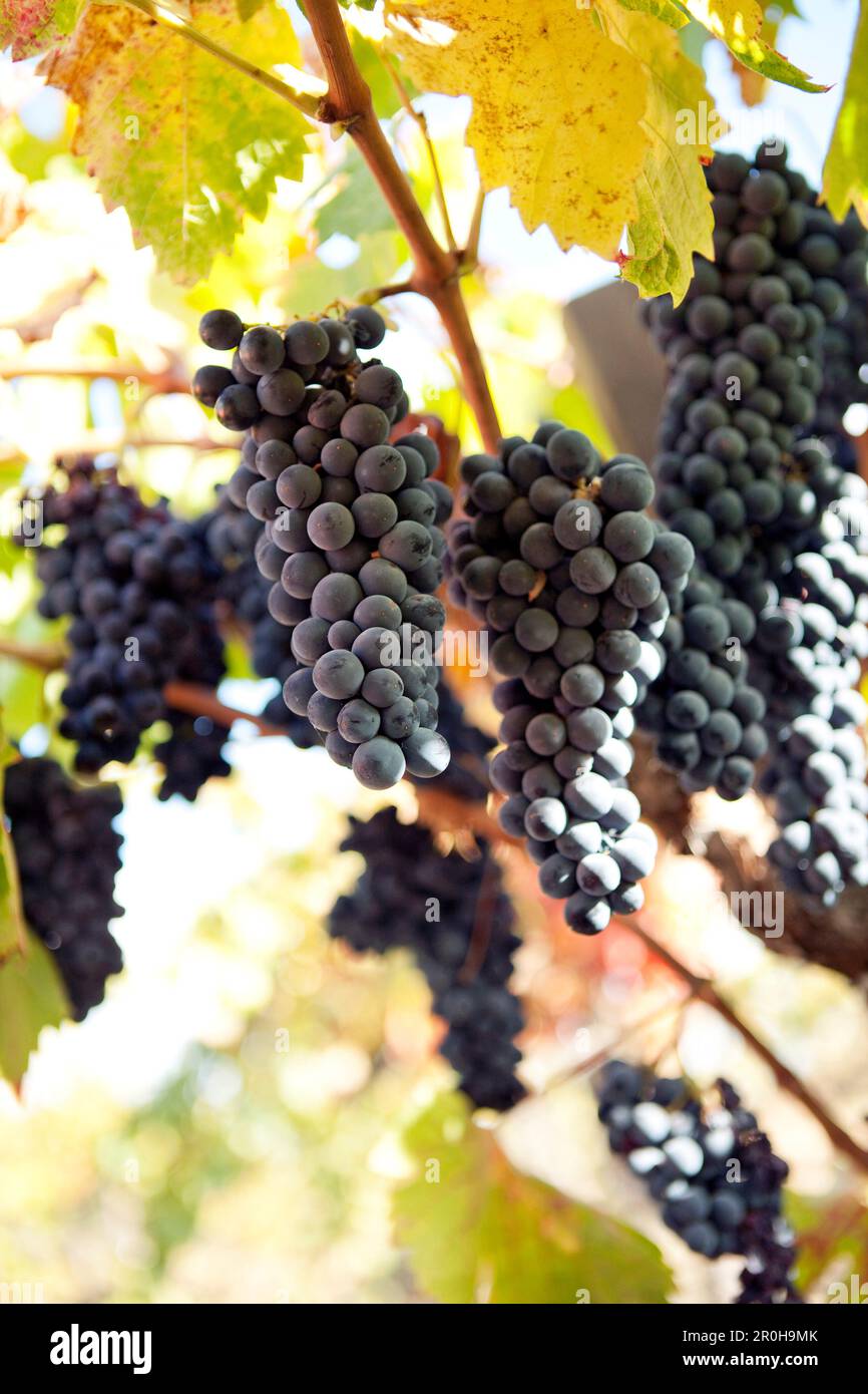 California wine harvest red grapes hi-res stock photography and images ...