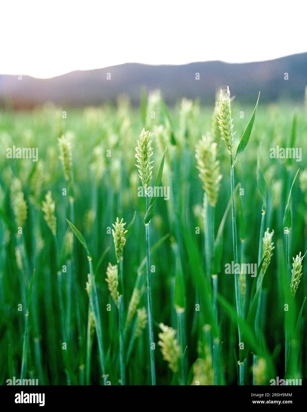Heirloom grains hi-res stock photography and images - Alamy