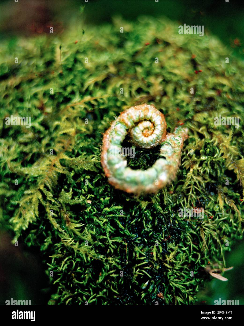 Moss rock insect hi-res stock photography and images - Alamy