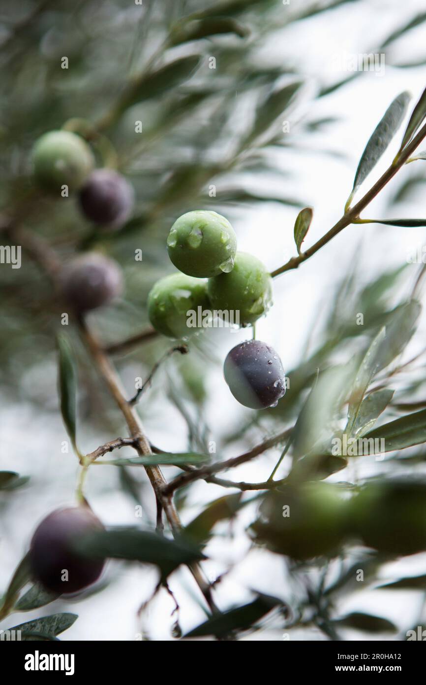 USA, California, olives grow on a tree near downtown Sonoma Stock Photo ...