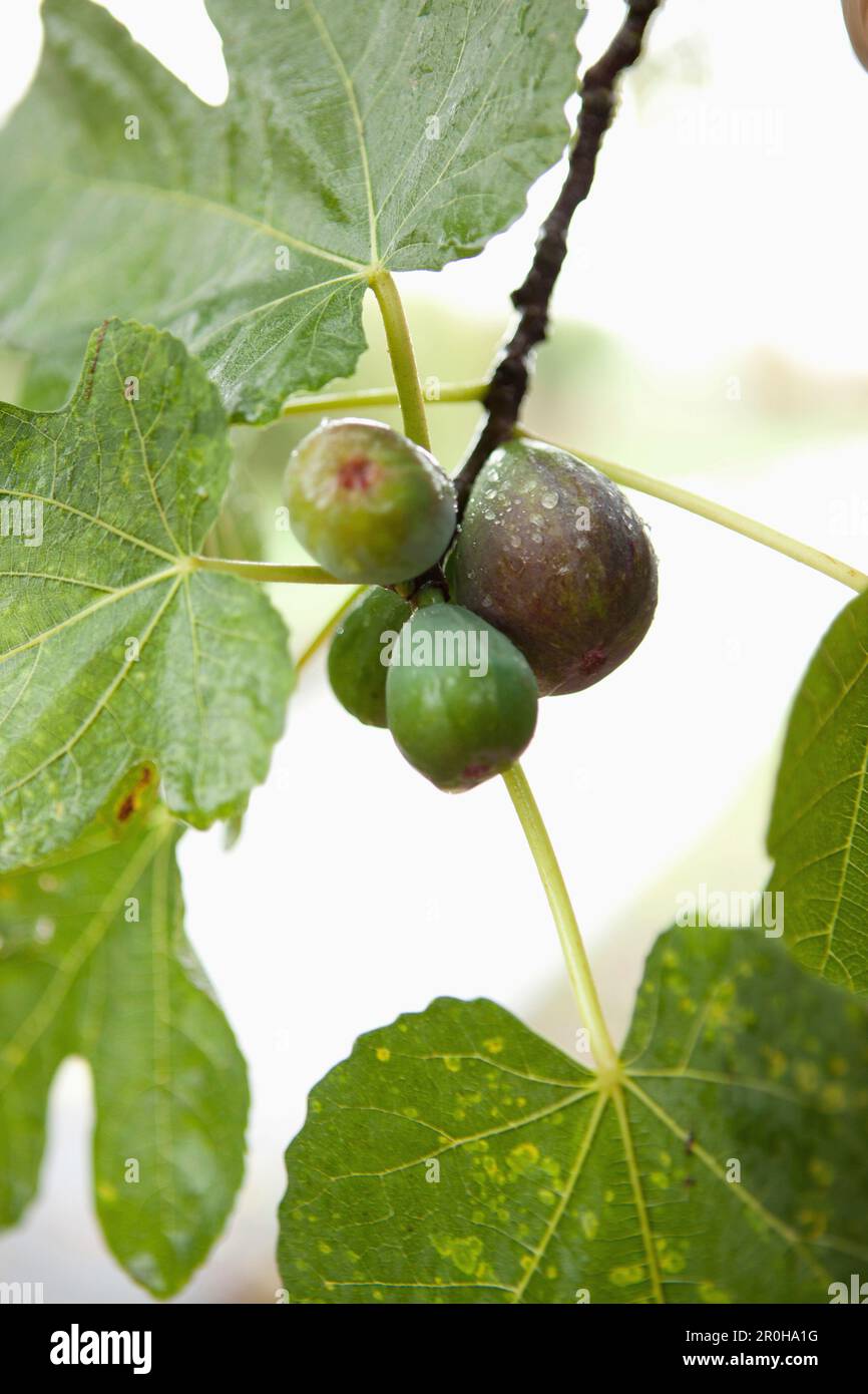 USA, California, a mature fig tree by the Sonoma bike path bears fruit ...