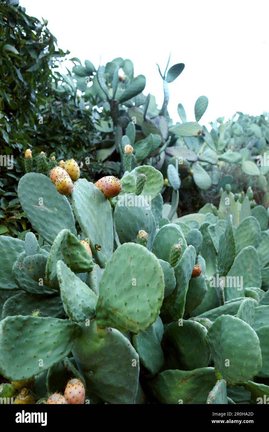USA, California, Malibu, mature cactus plants in bloom at the ranch of ...