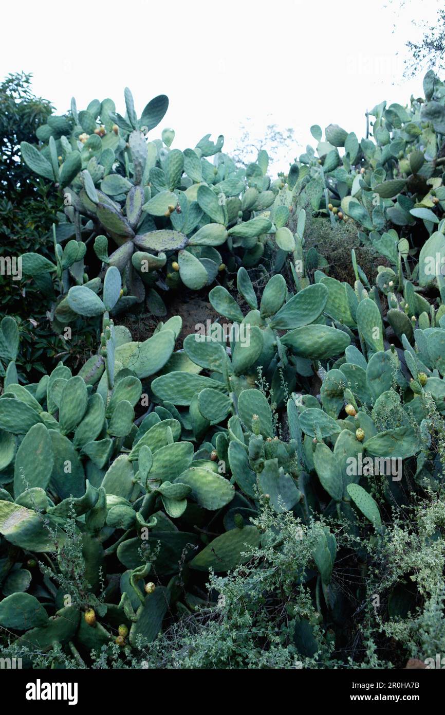 USA, California, Malibu, mature cactus plants in bloom at the ranch of ...