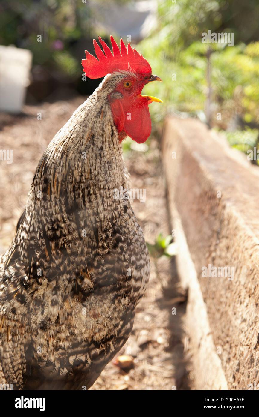 USA, California, Malibu, a rooster crowing at the ranch of Mildred ...