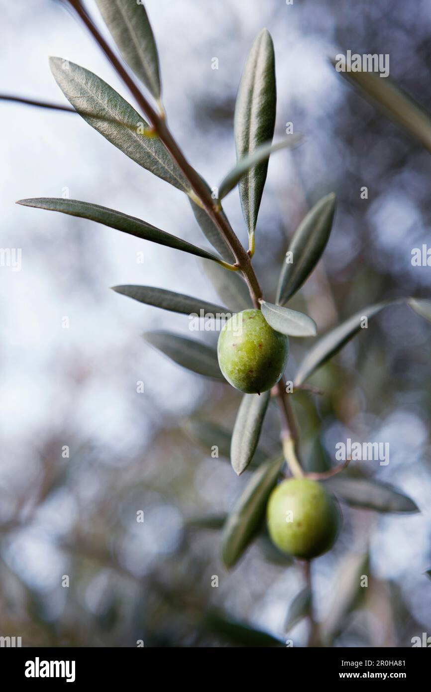 USA, California, Malibu, olives on a tree in the Malibu Hills at ...