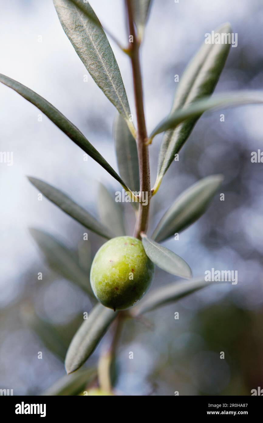 USA, California, Malibu, olives on a tree in the Malibu Hills at ...