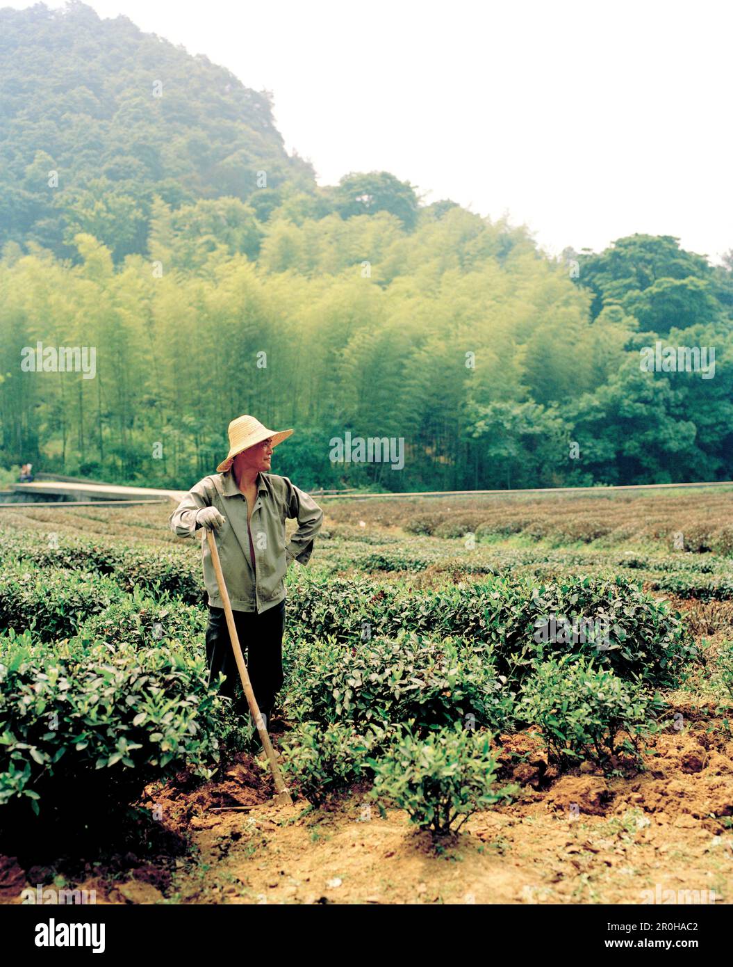 CHINA, Hangzhou, mid adult farmer holding work tool, Meijai Wu Stock ...