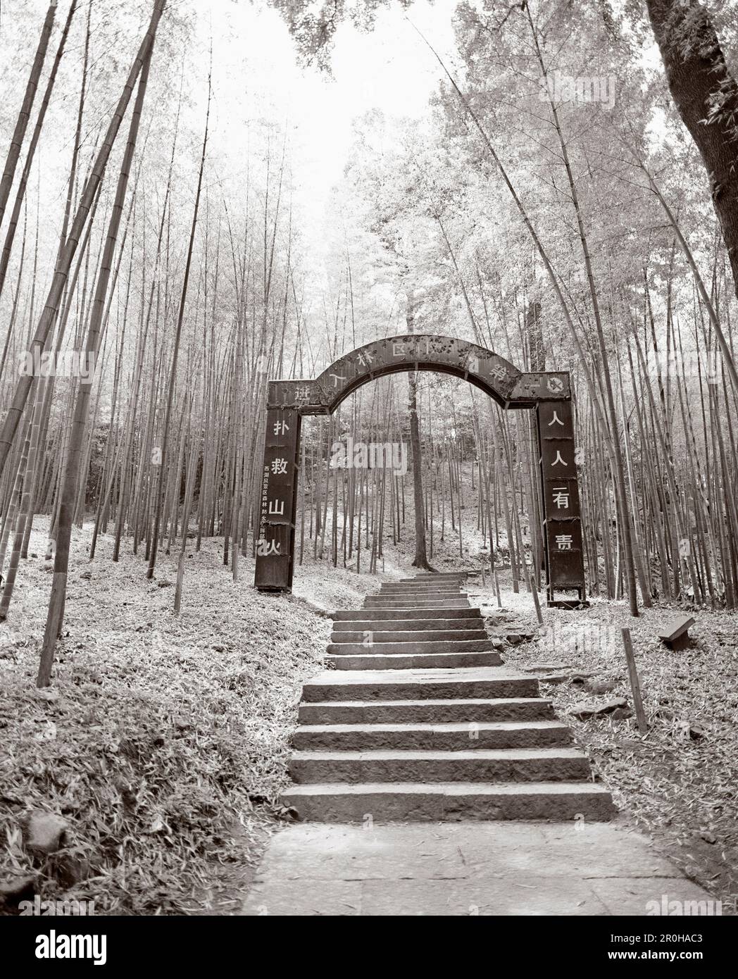 CHINA, Hangzhou, entrance shine and steps amid bamboo forest, Meijai Wu ...