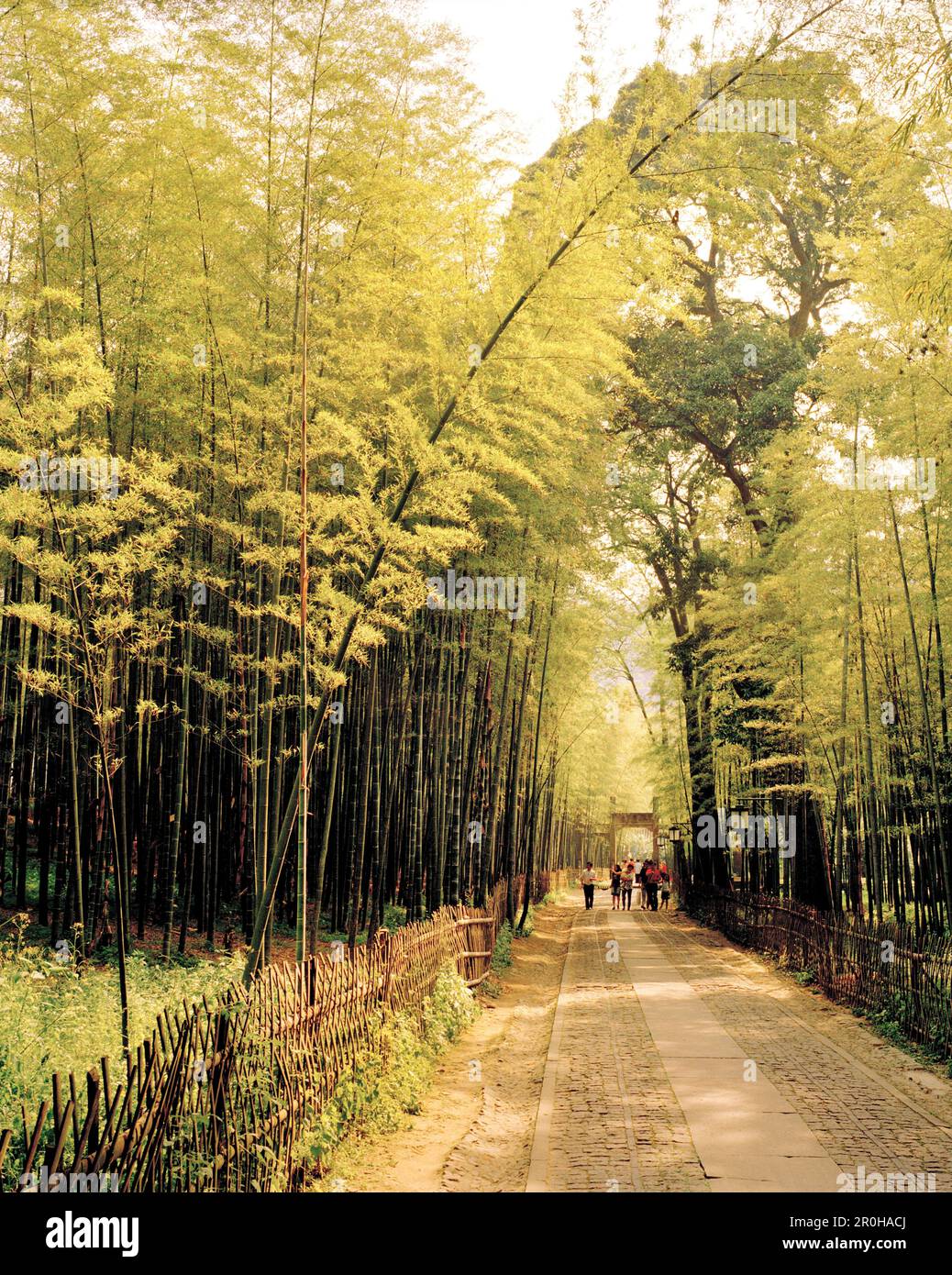 Hangzhou china bamboo forest hi-res stock photography and images - Alamy