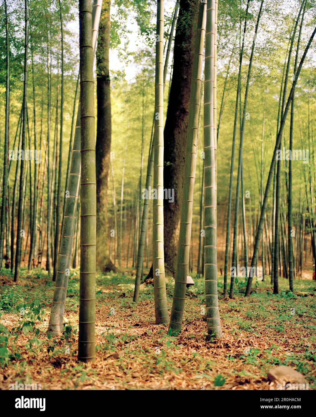 CHINA, Hangzhou, bamboo trees in forest, Meijai Wu Stock Photo - Alamy
