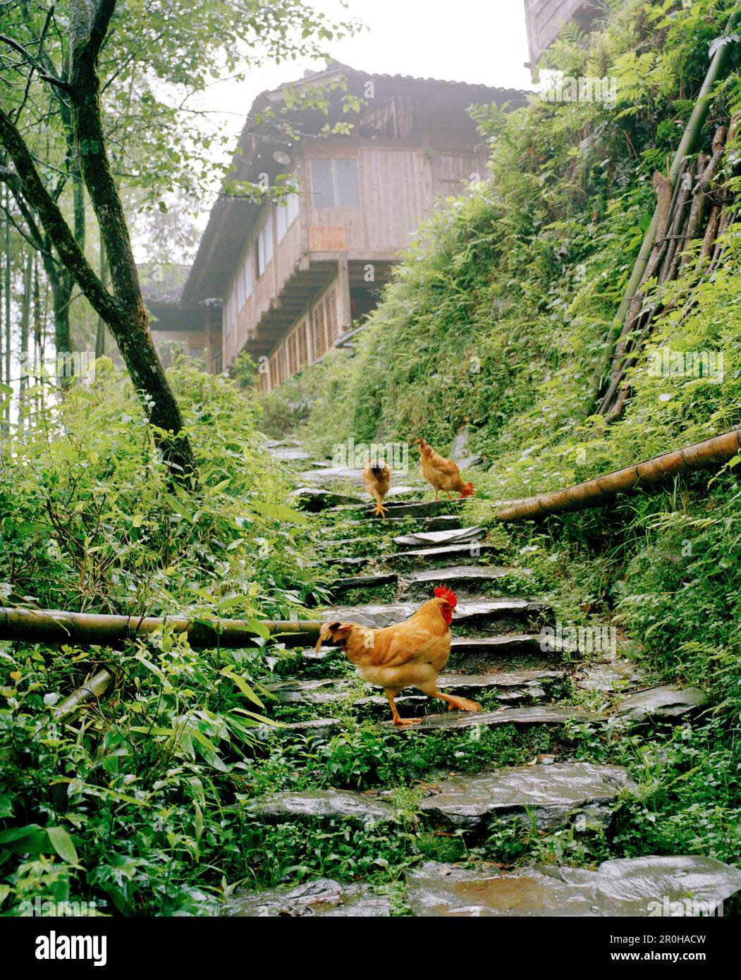 CHINA, hens walking on steps with building in the background, Dragon ...