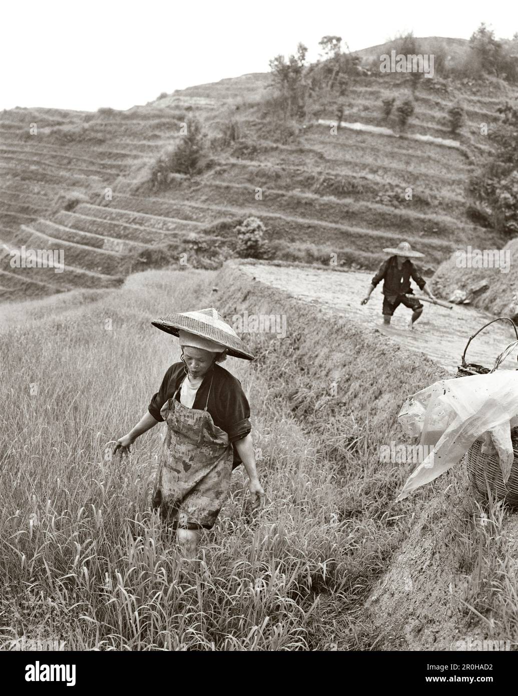CHINA, farmers working in rice field, Dragon Backbone Rice Terraces (B ...