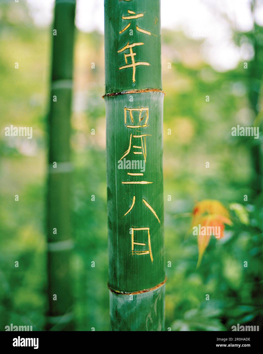CHINA, bamboo trees in forest, Dragon Backbone Rice Terraces Stock ...