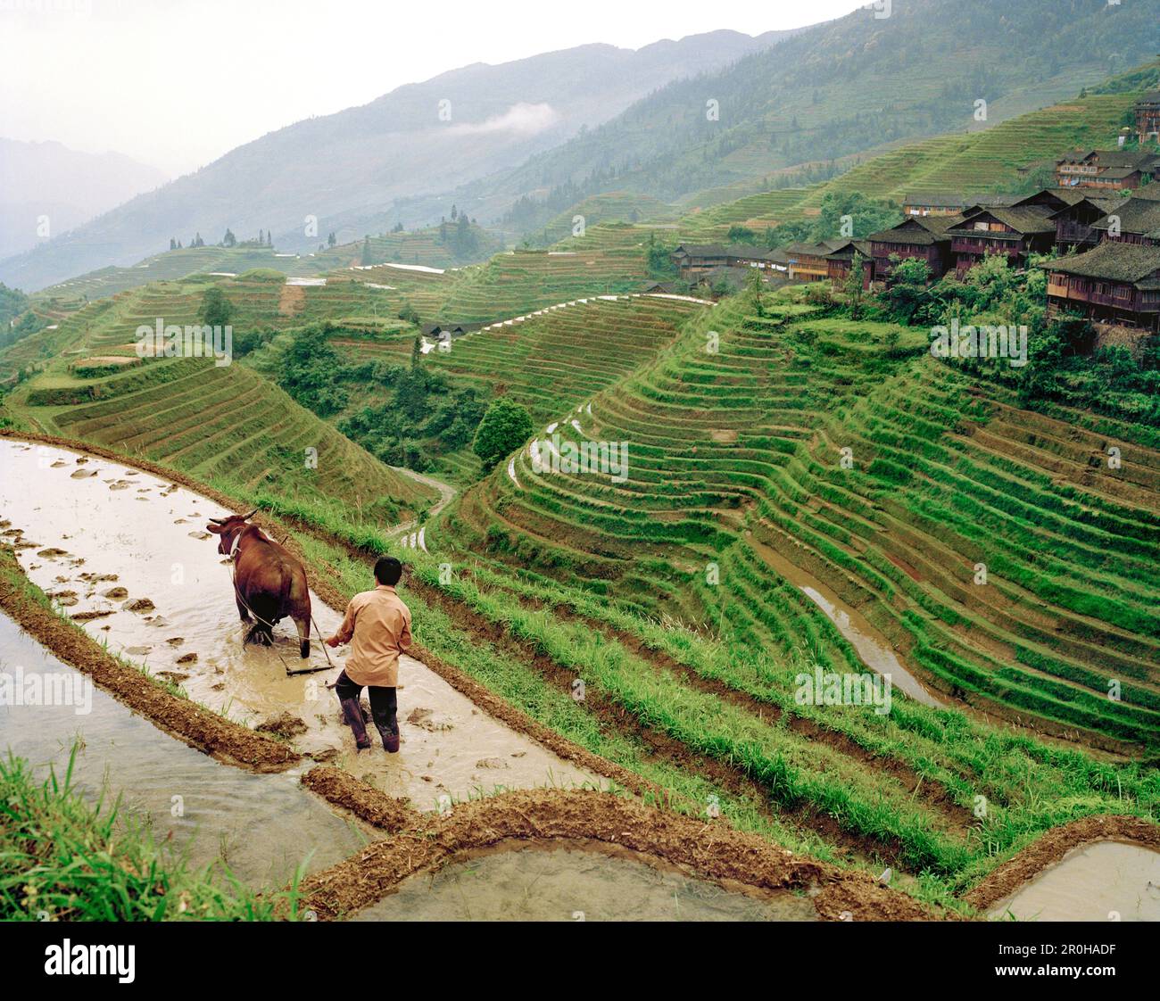 CHINA, Guilin, elevated view of famer ploughing field with water ...