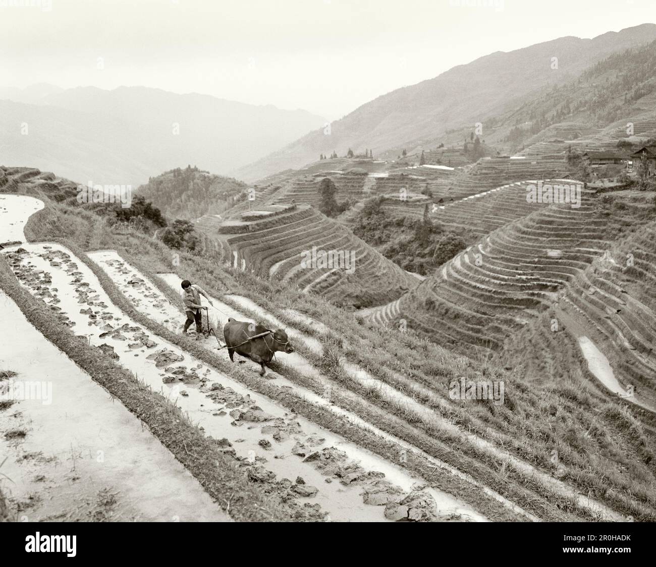 CHINA, Longsheng, famer and water buffalo ploughing field, Dragon ...