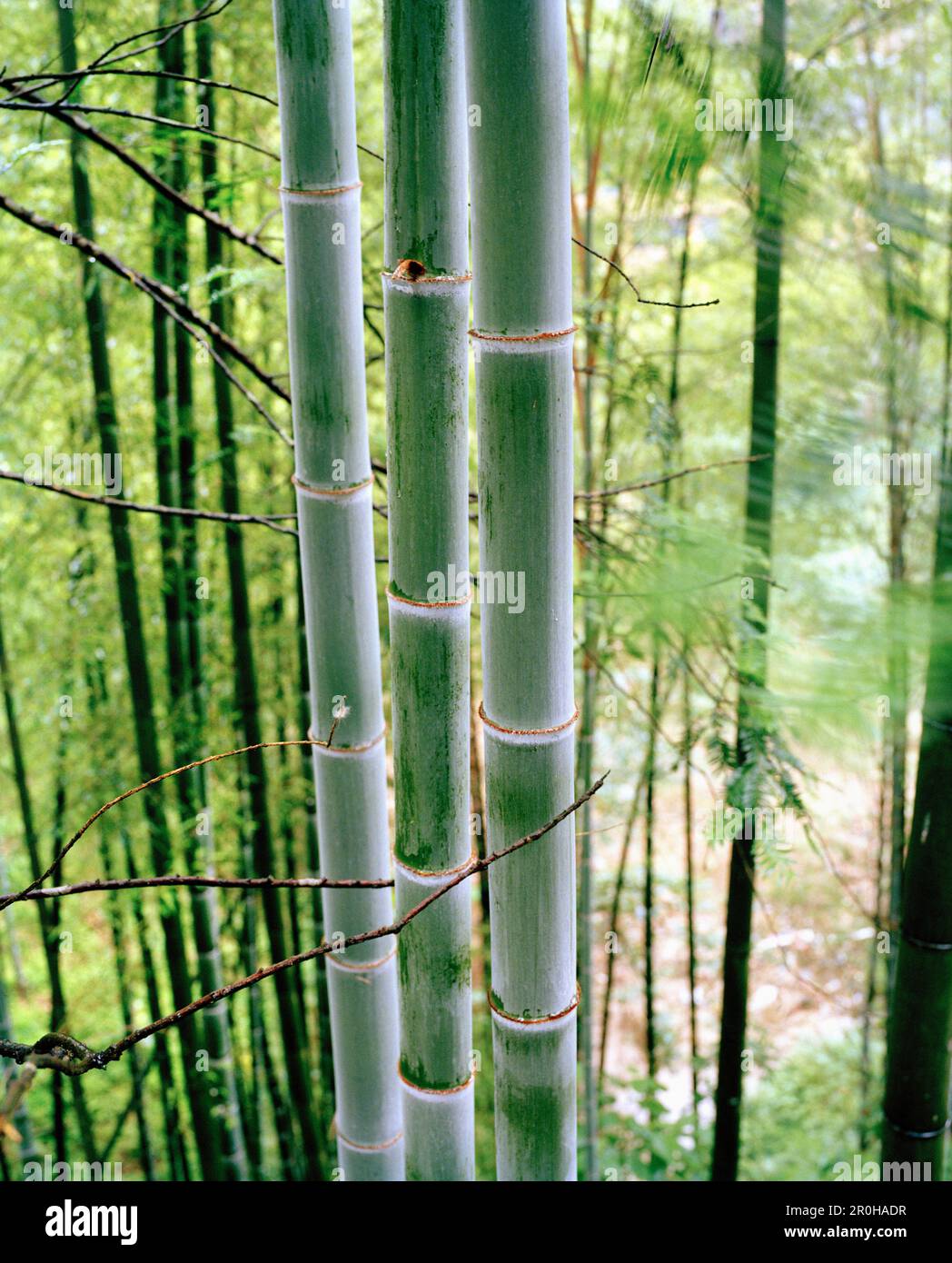 CHINA, bamboo trees in forest, Dragon Backbone Rice Terraces Stock ...