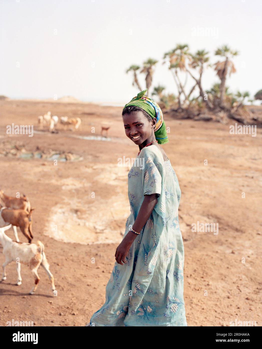Eritrea Beilul A Young Afar Girl Tends To Her Livestock In Dad