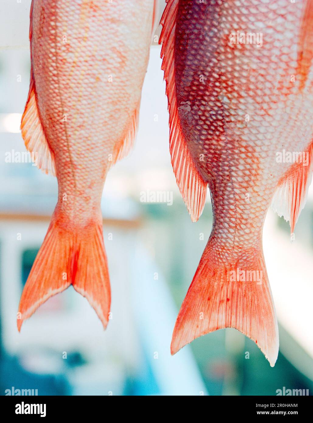 USA, Florida, red snapper, close-up, Islamorada Stock Photo - Alamy