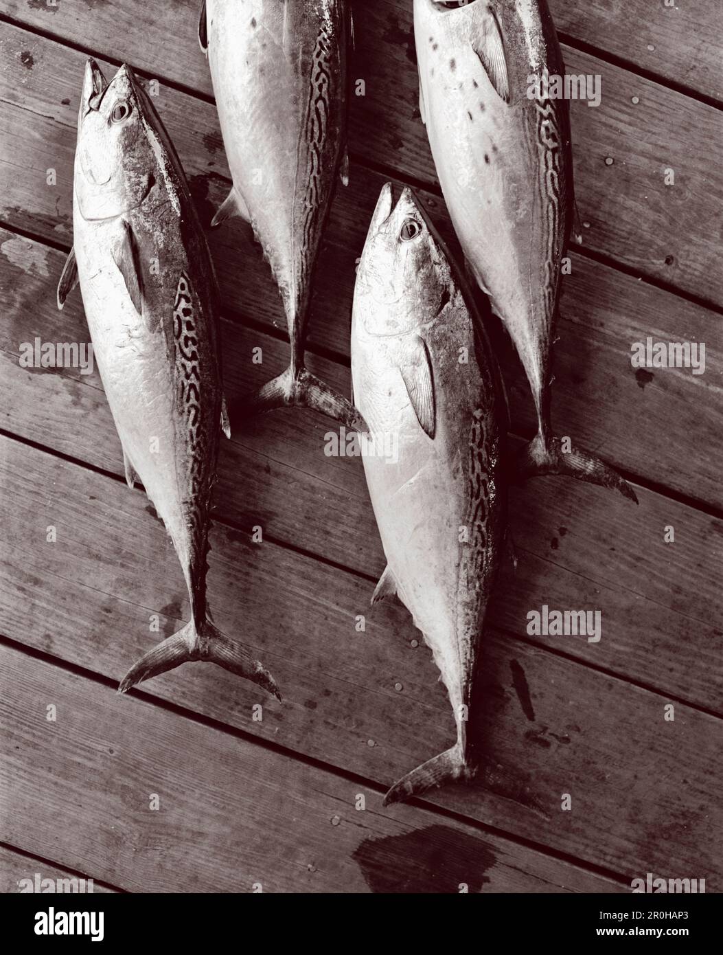 USA, Florida, Bonita fish lying on dock, close-up, New Smyrna Beach (B ...