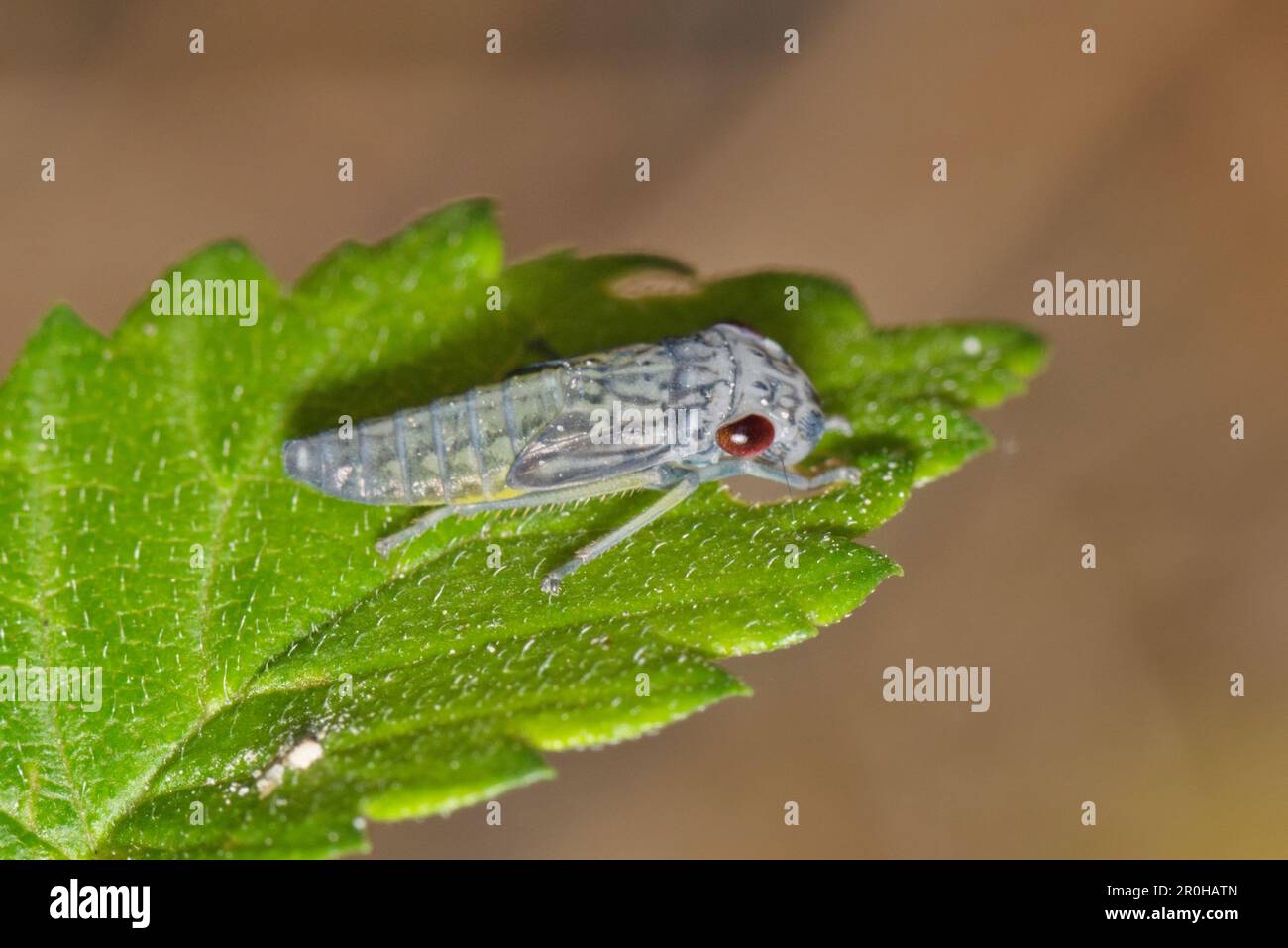 Broad-Headed Sharpshooter nymph (Oncometopia orbona) roosting on a leaf ...