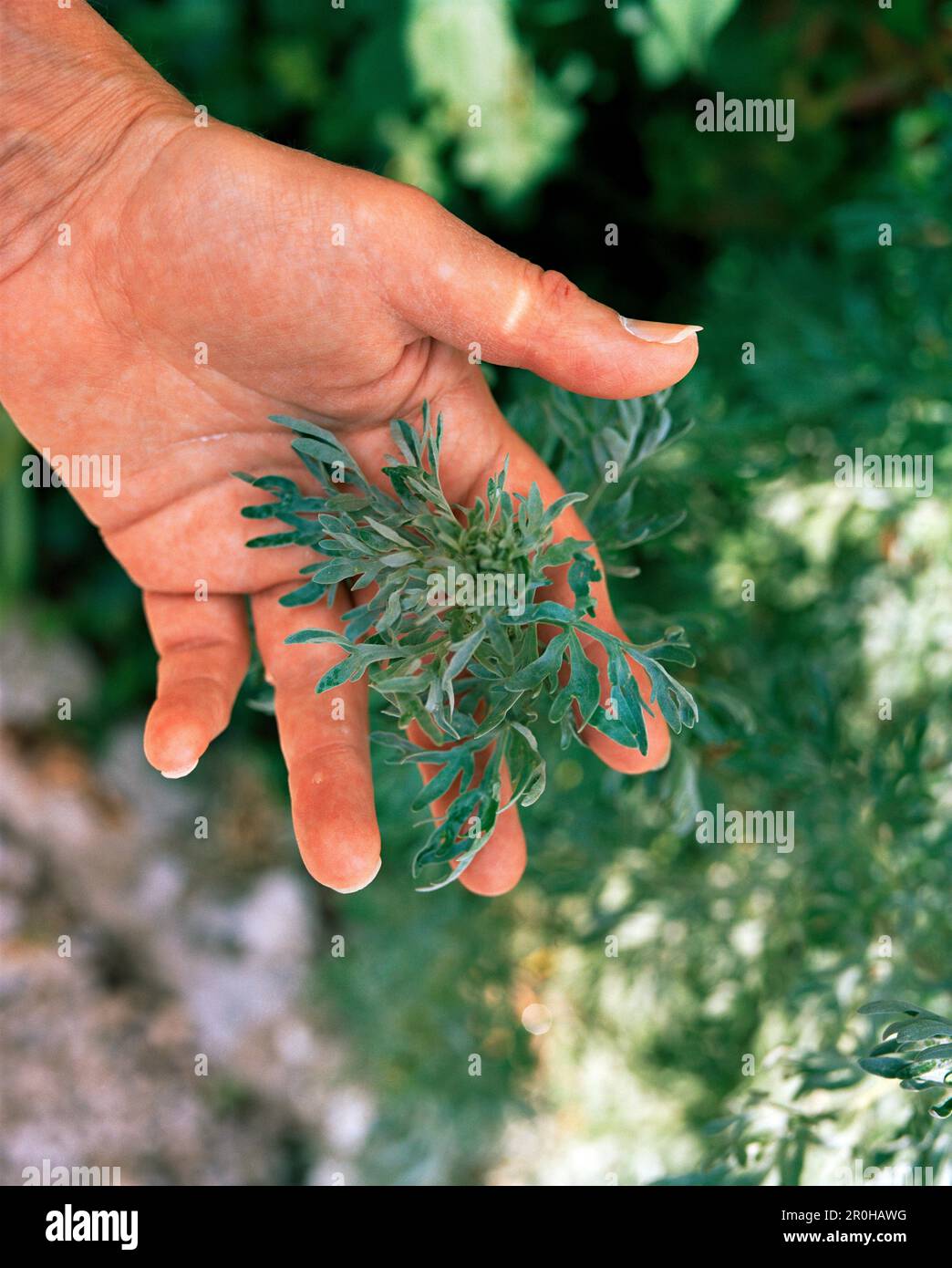 FRANCE, Fleurier, a hand holds a plant called worm wood which is used ...