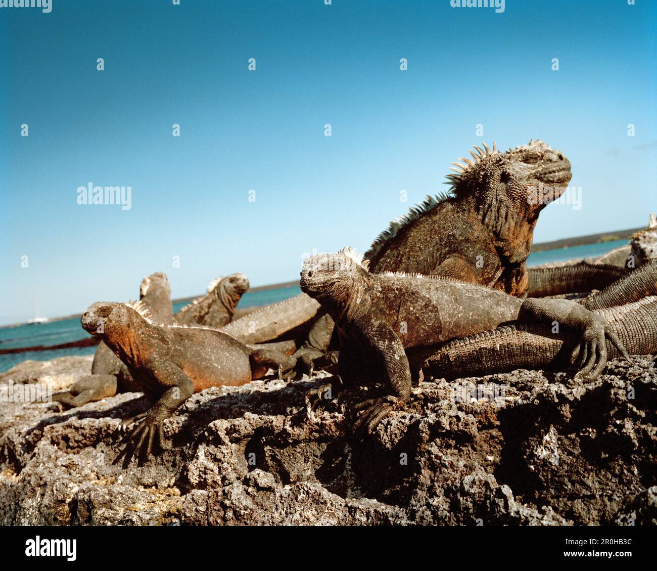Galapagos islands marine iguanas hi-res stock photography and images ...