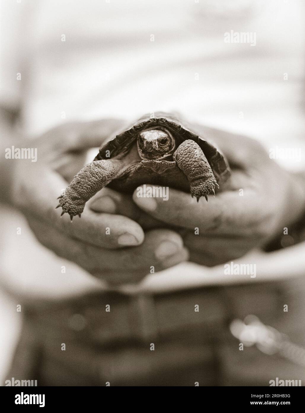 ECUADOR, Galapagos Islands, human hands holding baby Giant Tortoise ...