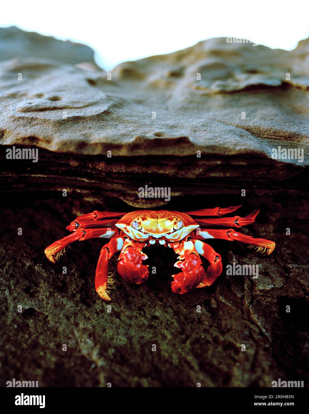 ECUADOR, Galapagos Islands, Sally Lightfoot Crab under a rock, Santiago ...